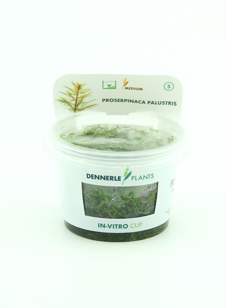 Proserpinaca palustris In-Vitro online kaufen