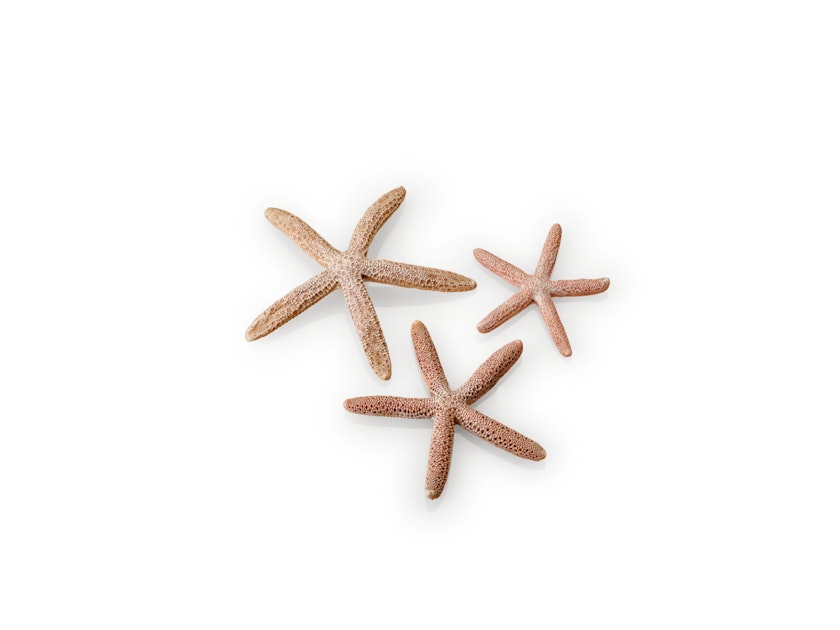 biOrb Seesterne Set 3 natural (48357) online kaufen
